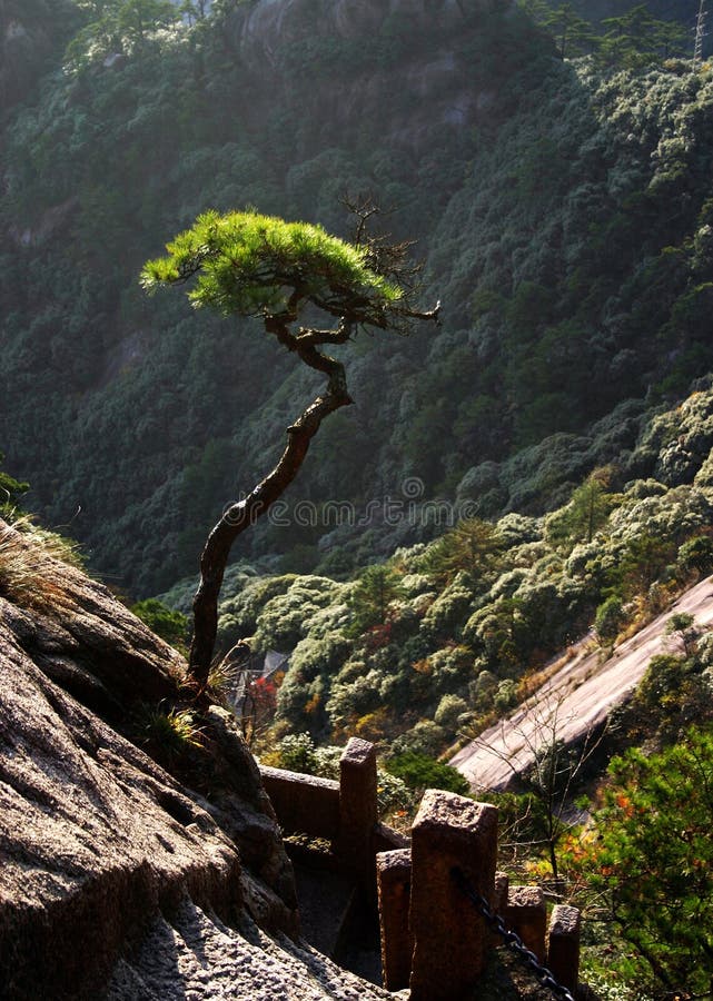 Pine tree on mountainside stock image. Image of trunk - 4354371