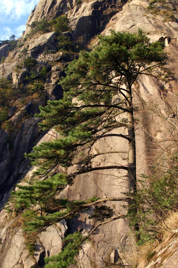 Pine tree on mountainside stock photo. Image of geology - 4354448