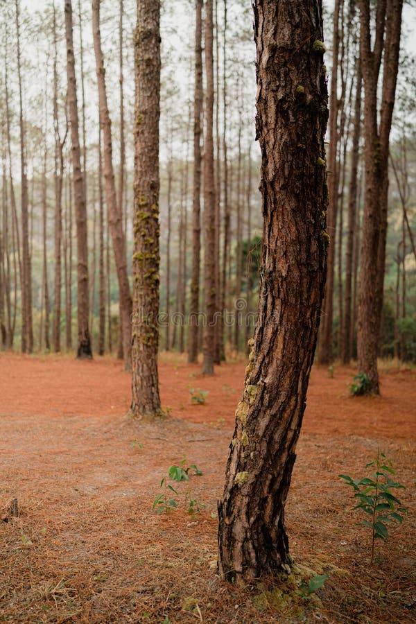 Close-up Pine Tree in Forest Garden Stock Image - Image of orange ...