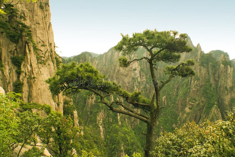 Pine tree, nature in china stock photo. Image of infinite - 9970452