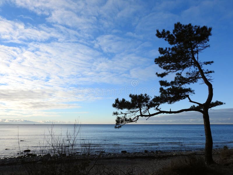 Pine Tree Near Baltic Sea, Lithuania Stock Photo - Image of beautiful ...