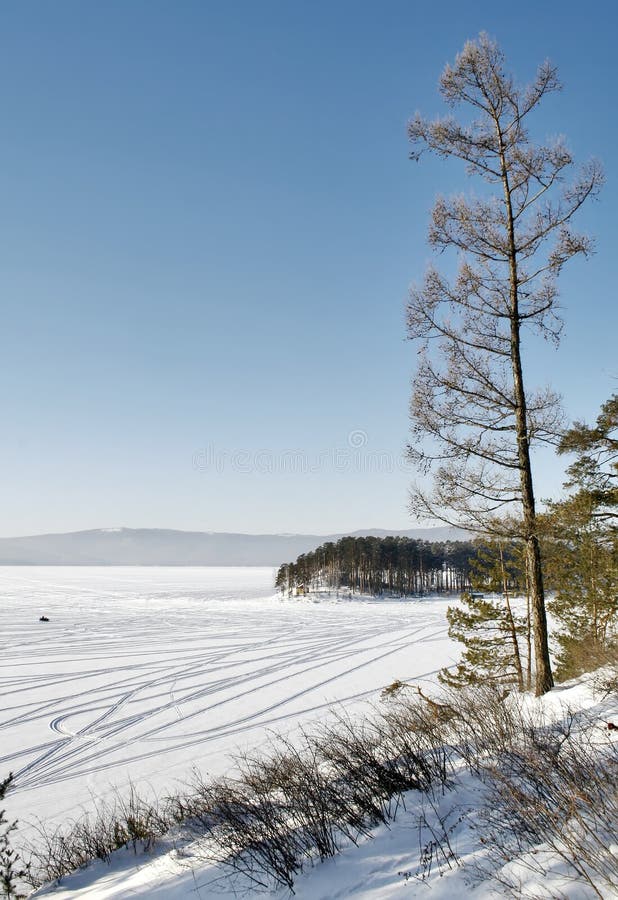 Pine tree near a lake stock photo. Image of bushes, conifer - 18516206