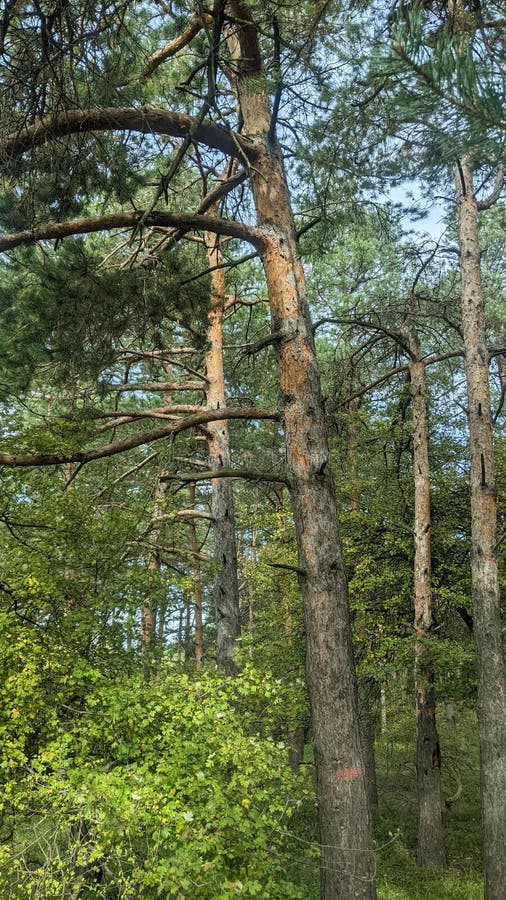 Pine Tree Near Mountain Forest Stock Image - Image of branch, forest ...