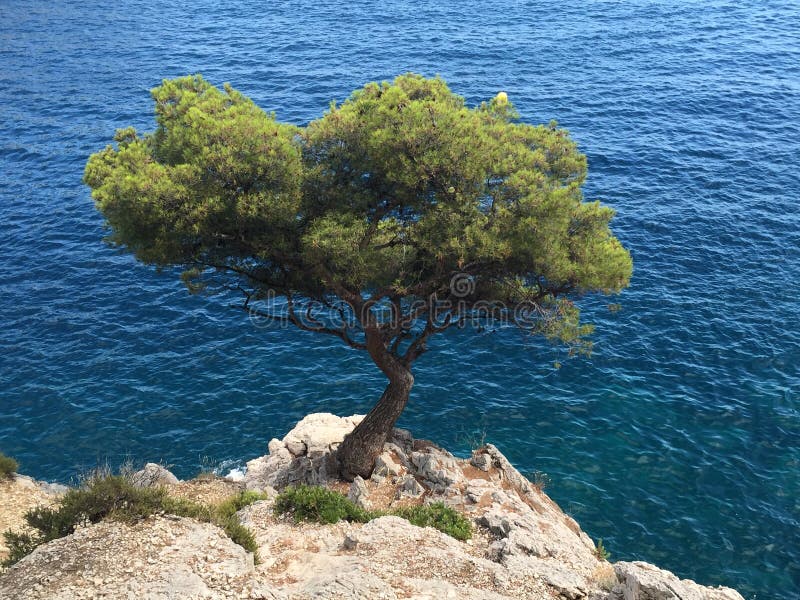 A pine tree near the sea stock image. Image of tree - 215329237