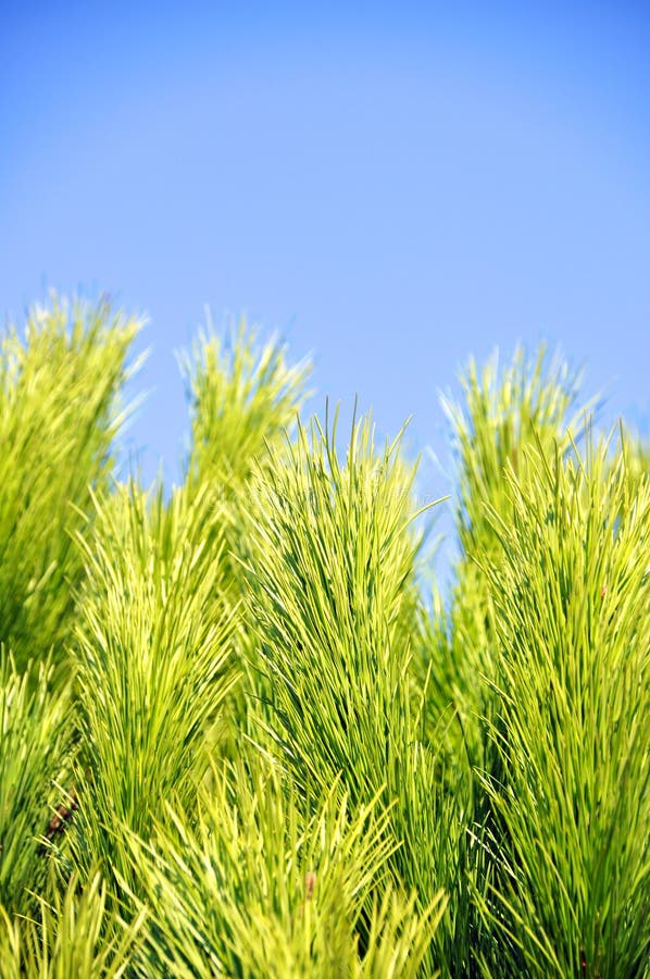 Pine tree stock image. Image of christmas, pine, boreal - 68900913