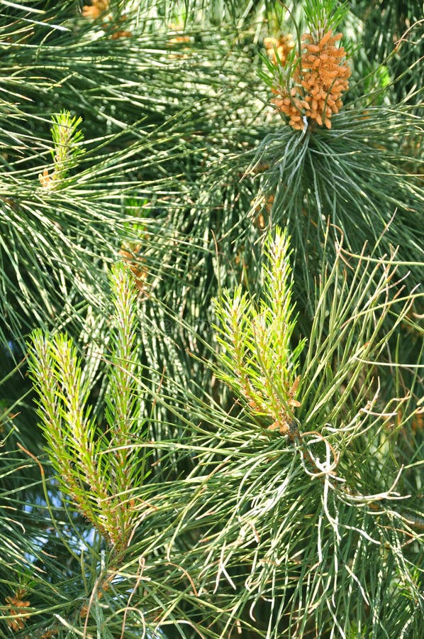 Pine tree stock photo. Image of area, ornate, lush, evergreen - 68901136