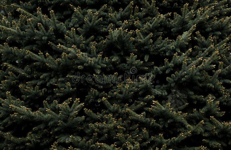 Pine Tree Needles Background Stock Photo - Image of backdrop, natural ...