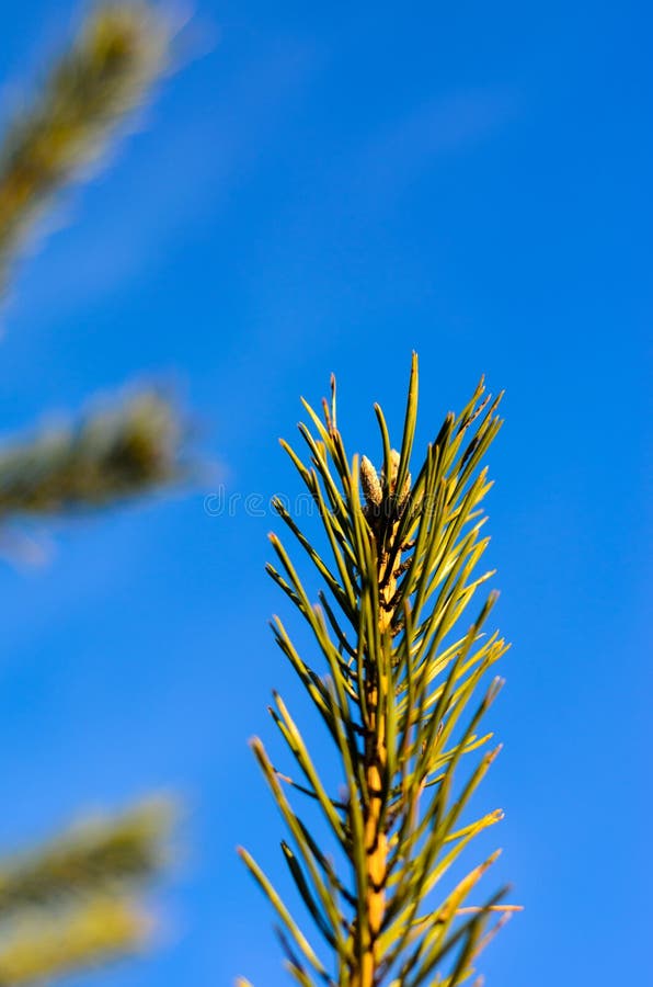 Pine tree needles stock image. Image of forest, outdoor - 156014631