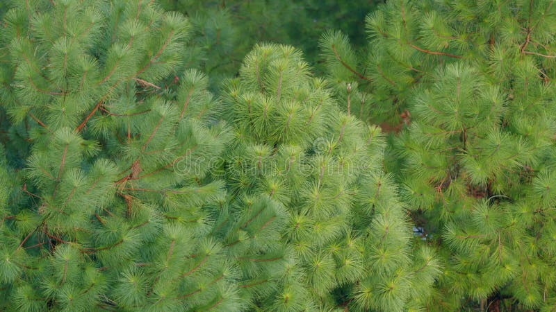 Pine Tree with Pine Needles. Cluster of Pine Tree Needles in the Forest ...