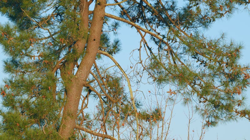 Pine Tree with Pine Needles. Cluster of Pine Tree Needles in the Forest ...