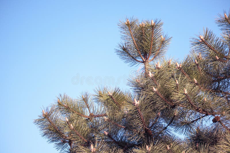 .Pine Tree Needles with Small Buds and Blue Sky Stock Image - Image of ...