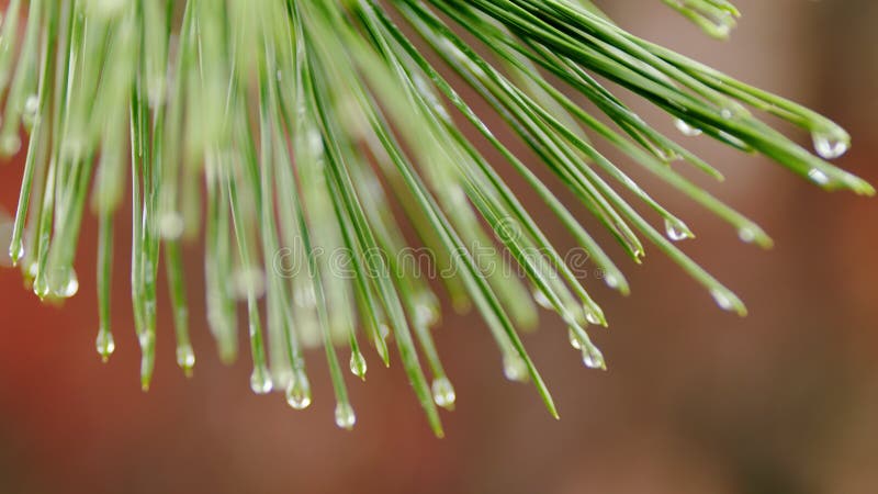 Pine Tree Needles in Sunlight with Rain Drops on Needles. Coniferous ...