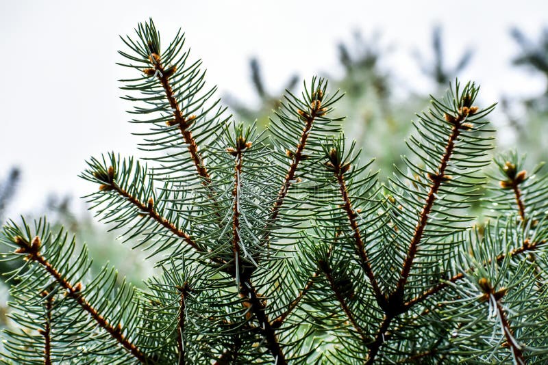 Pine Tree Branch Texture