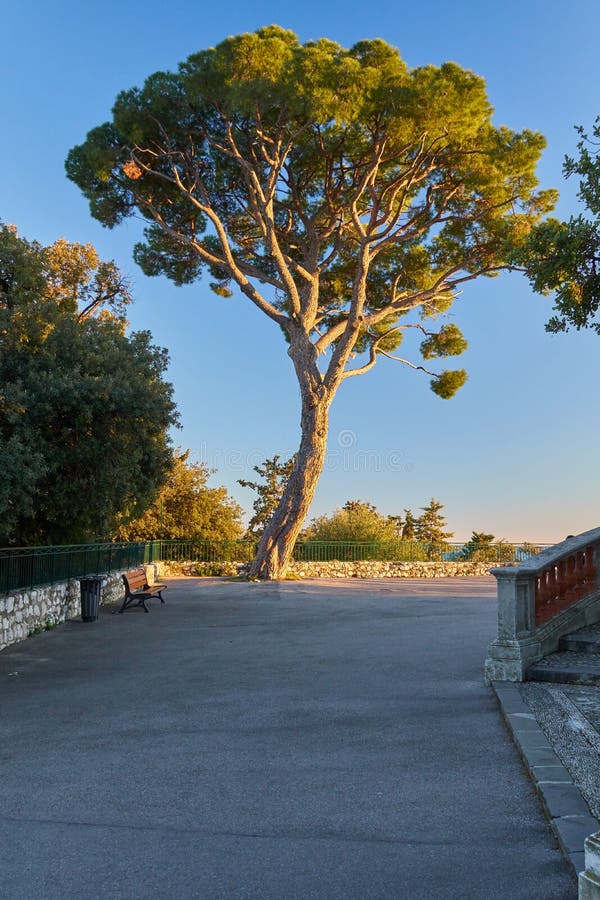 Pine tree in Nice stock image. Image of pathway, landmark - 163994157