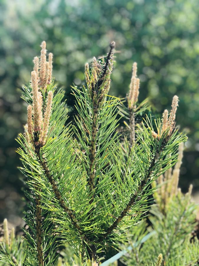 Pine tree stock photo. Image of pine, tree, nice, summer - 117488716
