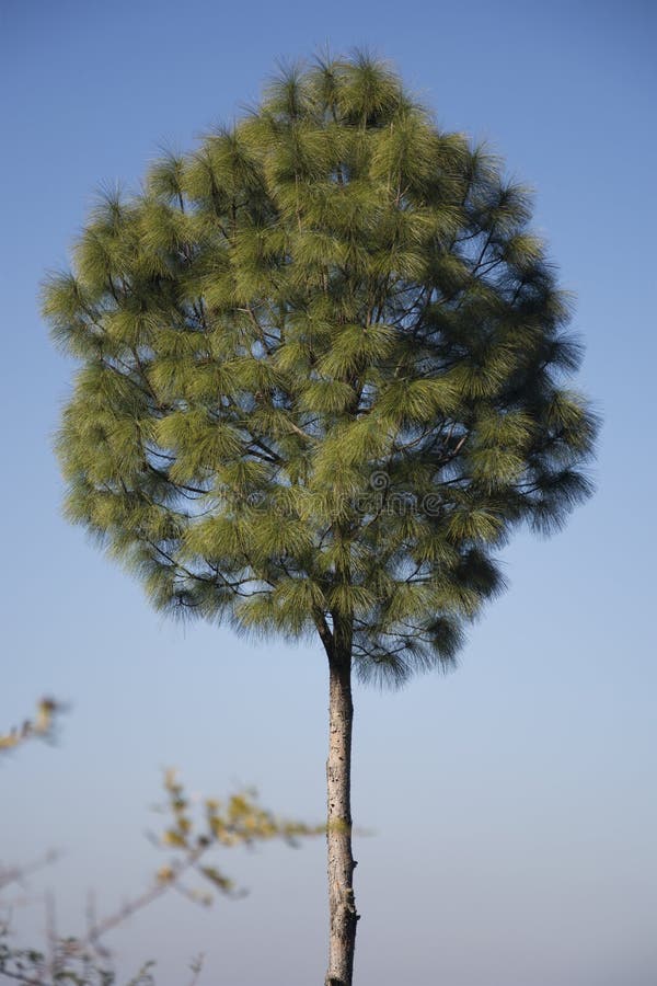 Pine Tree stock photo. Image of flora, indian, season - 56276650