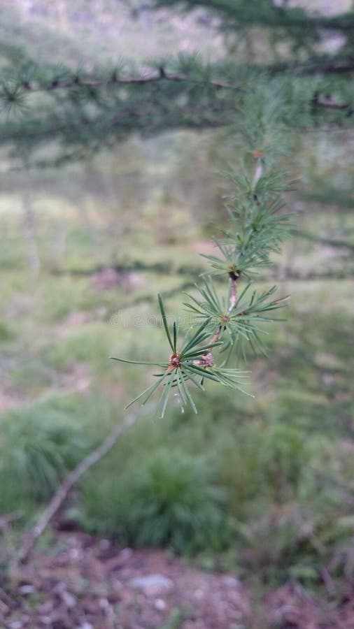 Pine tree stock image. Image of nordic, conifer, ecosystem - 43302549