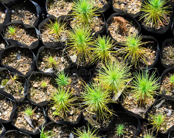 Pine tree nursery stock photo. Image of pinus, plantation - 28789070