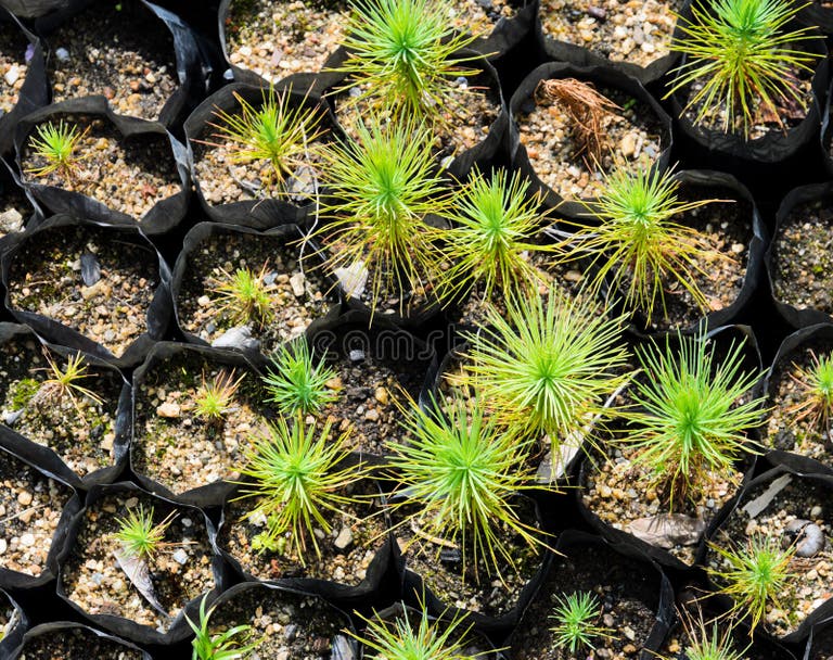 Pine tree nursery stock photo. Image of pinus, plantation - 28789070