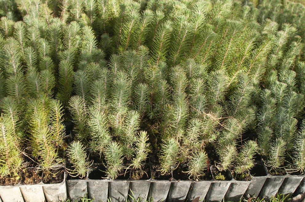 Pine Tree for Reforestation - Pinus Pinea Stock Image - Image of ...