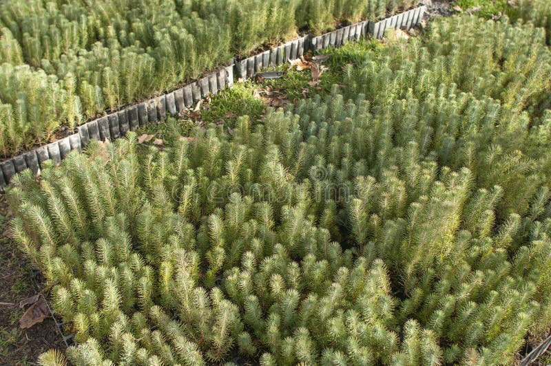 Pine Tree Nursery for Reforestation Pinus Pinea Stock Photo - Image of ...