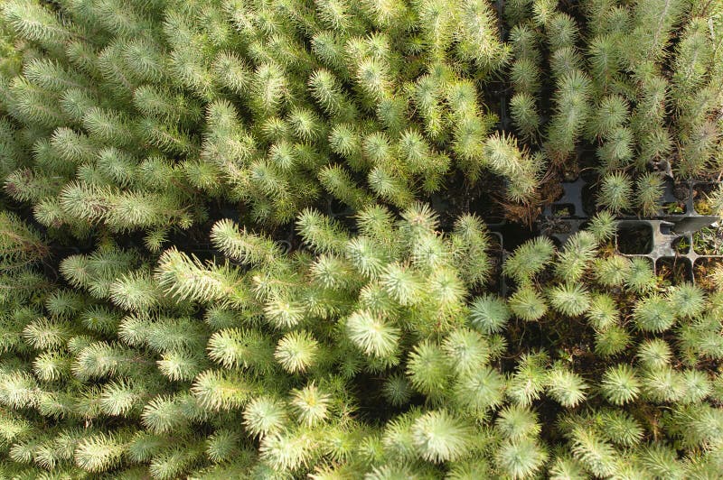 Pine Tree Nursery for Reforestation Pinus Pinea Stock Photo - Image of ...