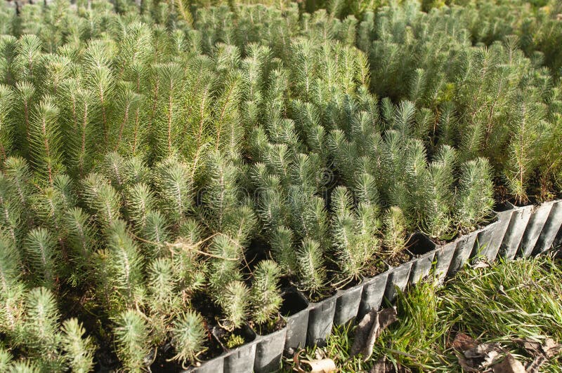 Pine Tree for Reforestation - Pinus Pinea Stock Image - Image of growth ...