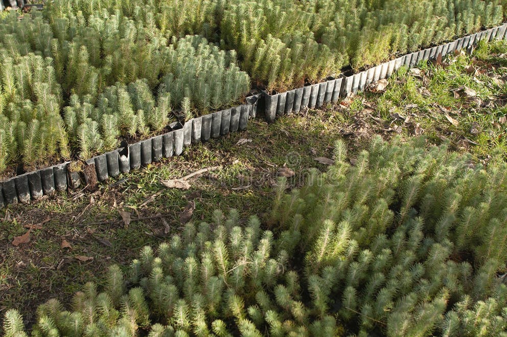 Pine Tree for Reforestation - Pinus Pinea Stock Photo - Image of ...