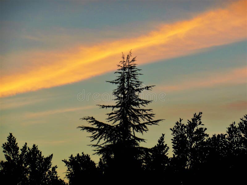 Pine Tree with Orange Clouds Stock Photo - Image of orange, bushes ...