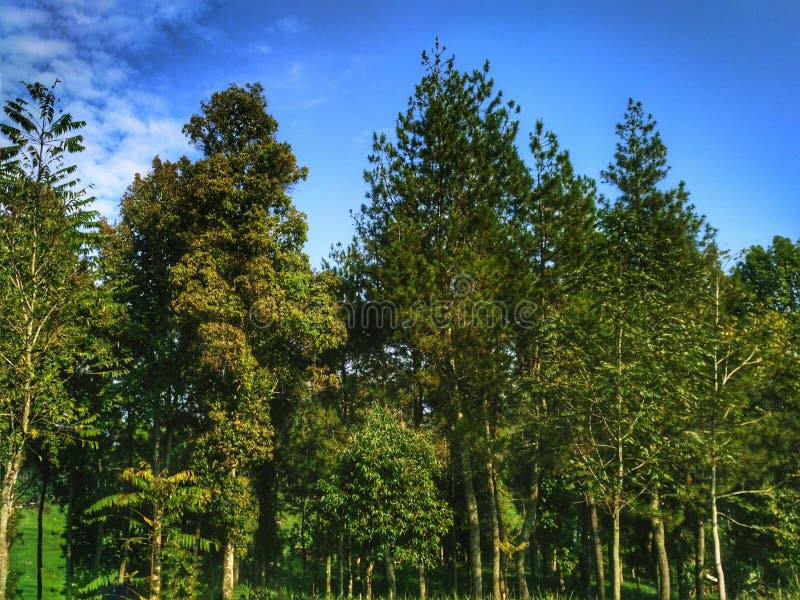 Pine Tree and Other Green Tree Forest Stock Photo - Image of green ...