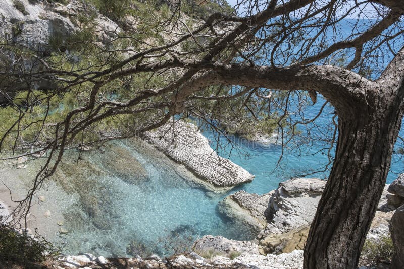 Pine tree over bay stock image. Image of pine, nature - 274270379