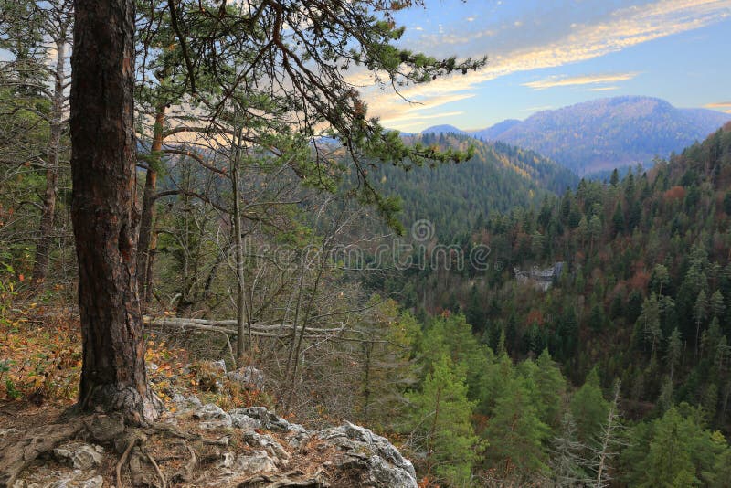 Pine Tree Over Mountain Valley Stock Image - Image of outdoor, autumn ...