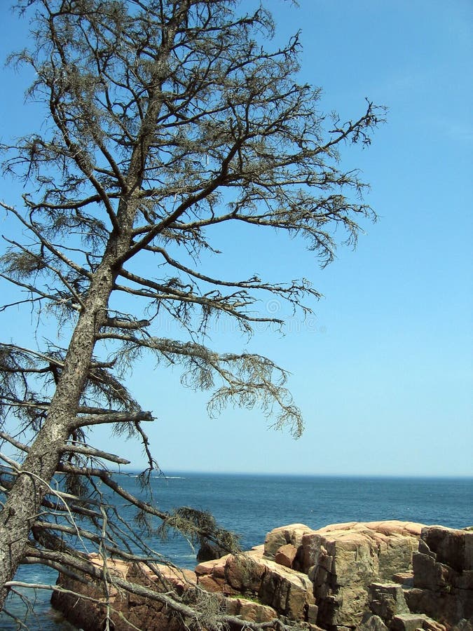 Pine tree over the ocean stock image. Image of harbor - 2194613