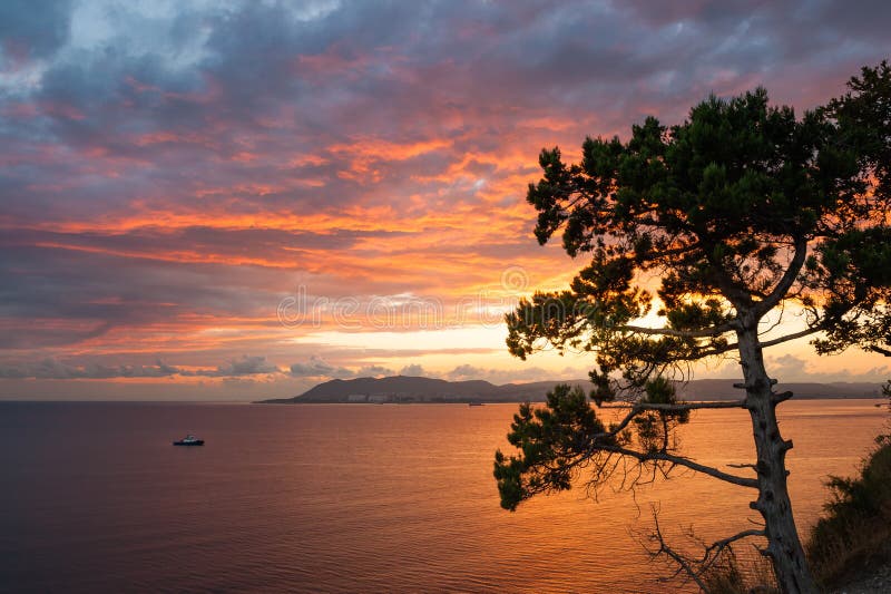 Pine tree over sea stock photo. Image of landscape, travel - 95426072