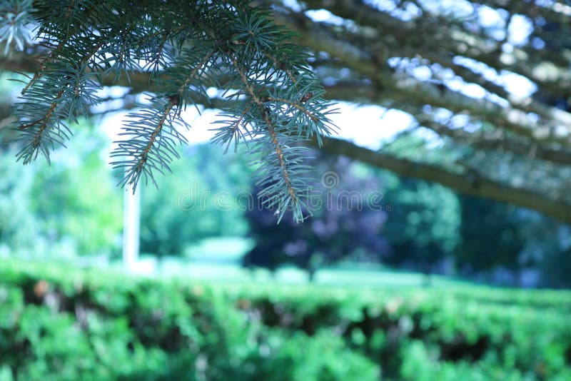 Pine Tree Overlooking in a Residential Park Stock Image - Image of pine ...