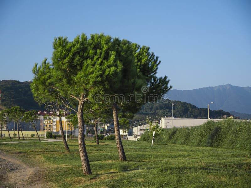 Pine Tree in the Park of Adler City Stock Photo - Image of blue ...