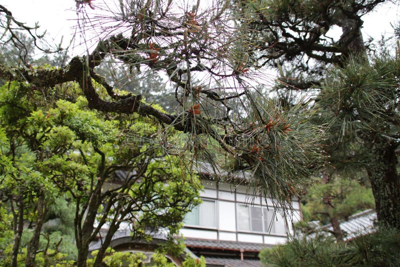 Pine Tree in a Park in Sendai - Japan Stock Photo - Image of wood ...
