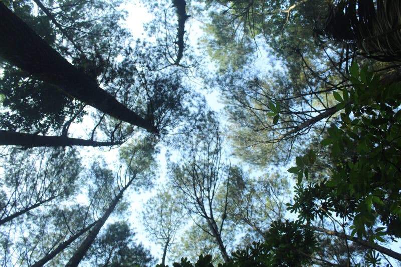 Pine Tree Pattern Photographed from Below Stock Photo - Image of clear ...