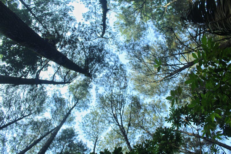 Pine Tree Pattern Photographed from Below Stock Image - Image of beauty ...