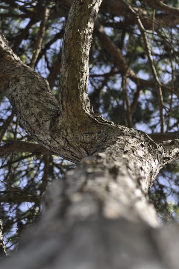 Pine Tree Perspective Bottom Up Stock Image - Image of bottom, tree ...