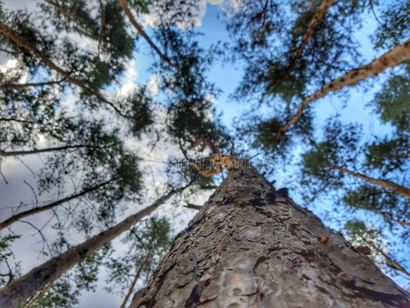 Pine tree picture stock photo. Image of trees, naturephoto - 174352964