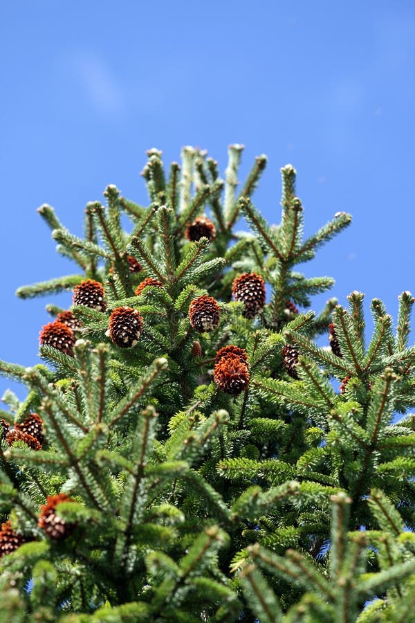 Pine tree and pine corns stock photo. Image of harvest - 4560788