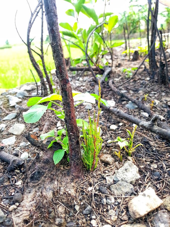 Pine Tree Pine Shoots Growing Stock Photo - Image of forest, growing ...