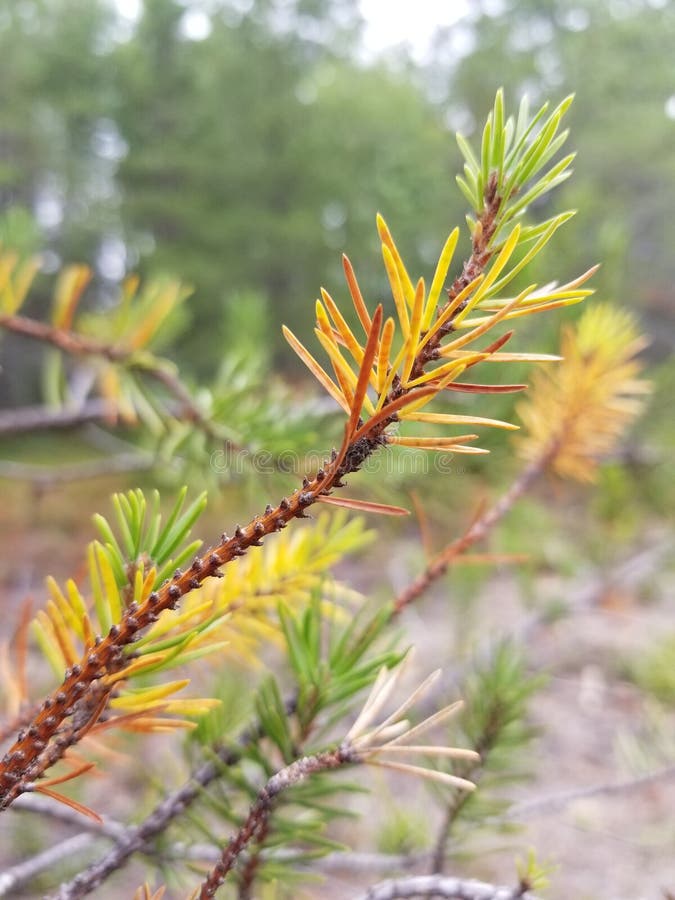 Pine tree stock image. Image of tree, pine, changing - 126037751