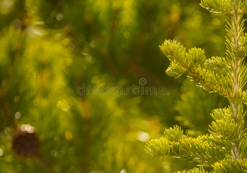 Pine Tree stock photo. Image of coniferous, pine, round - 104128176