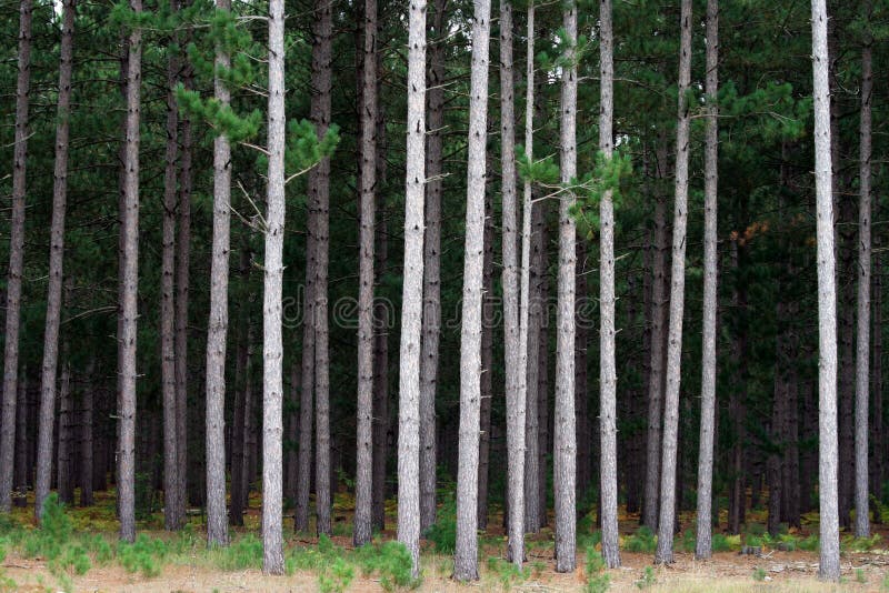 Pine Tree Plantation stock photo. Image of green, trees - 15277122