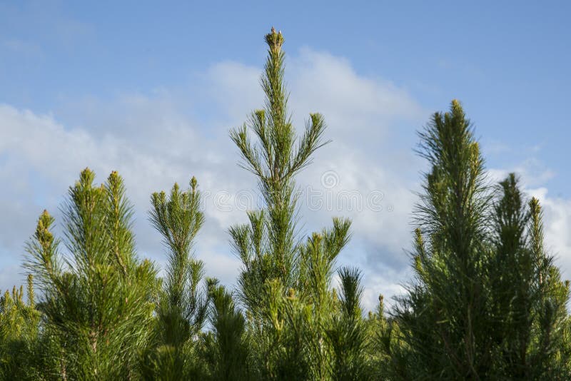 Pine tree plantation stock image. Image of farming, trees - 315410059