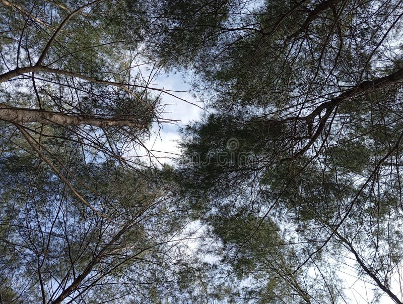 Pine Tree Plantation, Pine Wood Stock Photo - Image of pine, tree ...
