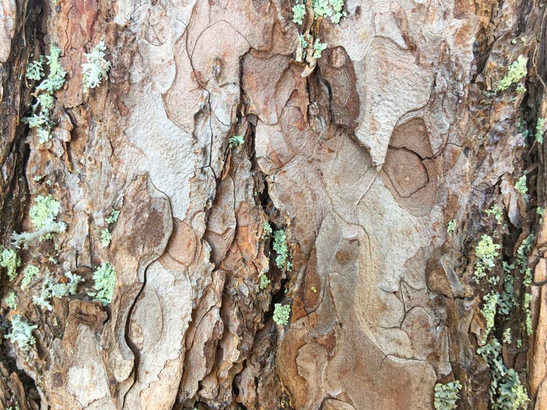 Pine Tree Plates of Bark Wooden Background Stock Photo - Image of ...