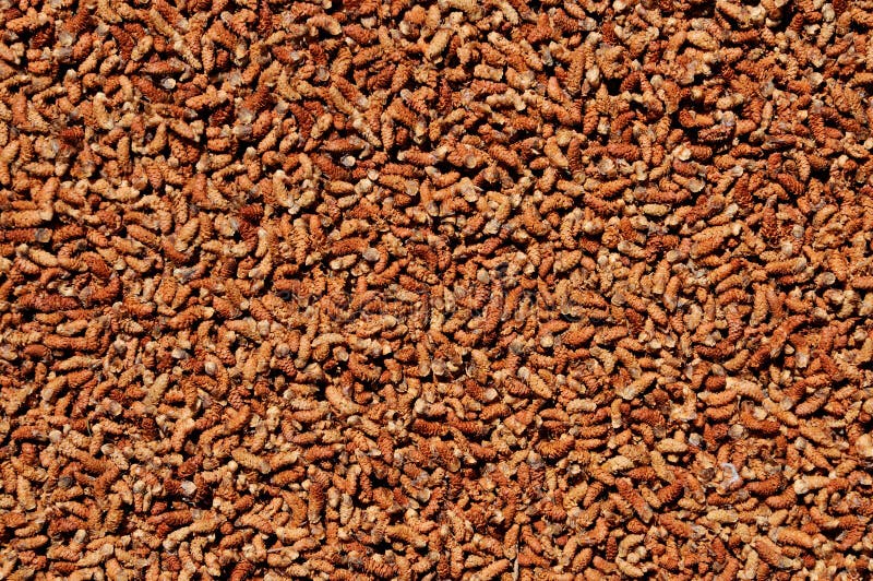 Pine tree pollen texture stock photo. Image of nature - 14400944